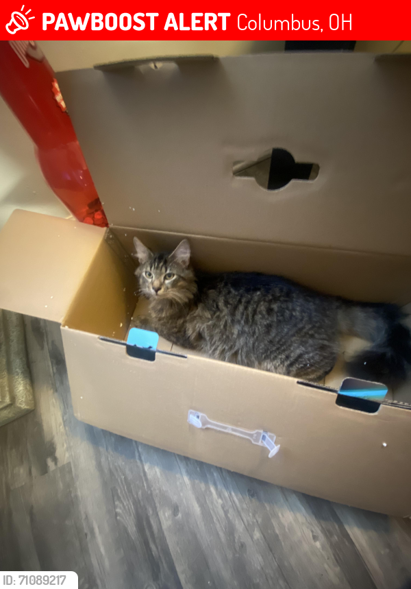 Columbus, OH Lost Male Cat, Mr. Kitty Is Missing | PawBoost