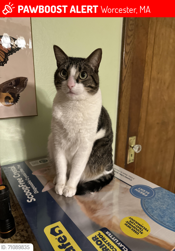 Worcester, MA Lost Male Cat, Banjo Is Missing | PawBoost