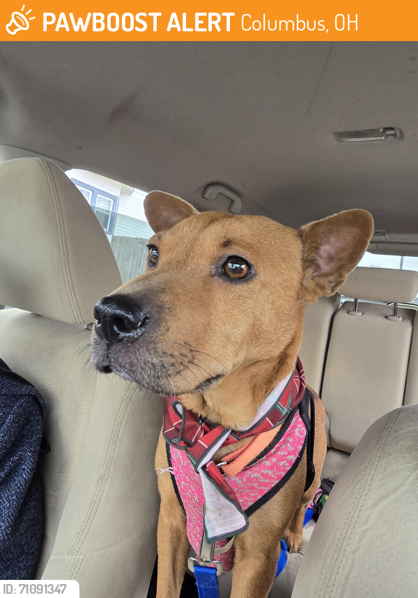Rehomed Female Dog in Columbus, OH 43204 (ID: 71091347) | PawBoost
