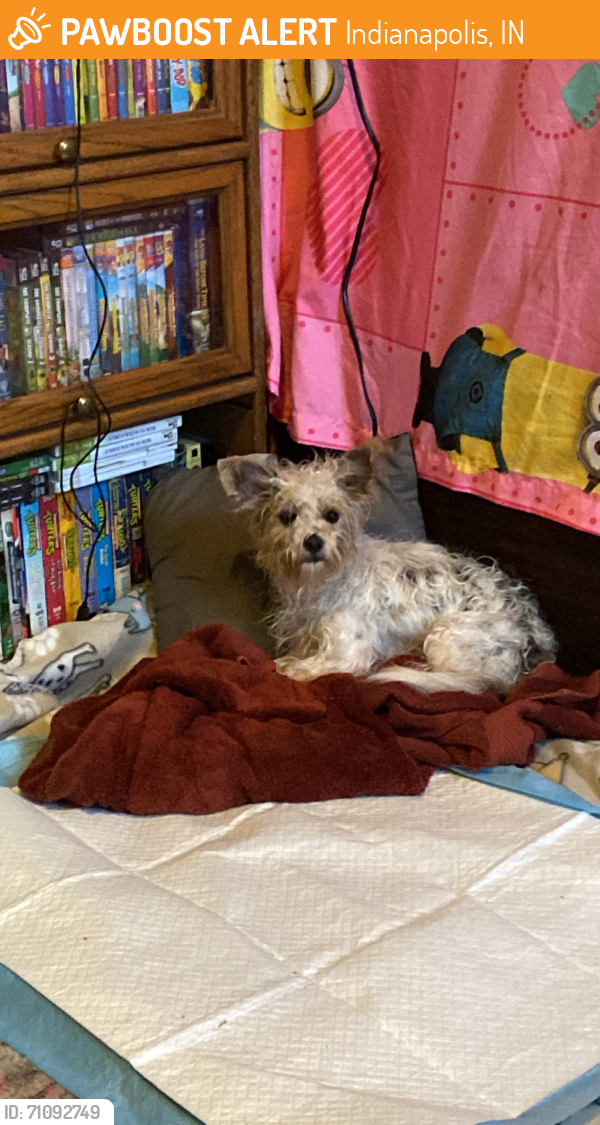 Indianapolis, IN Stray Female Dog Found Near Kessler Boulevard and ...