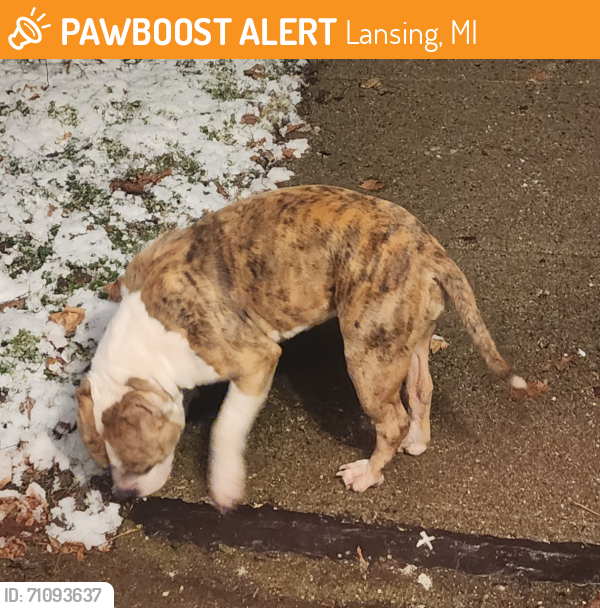 Lansing, MI Stray Female Dog Found Near Anson and Jerree Street | PawBoost
