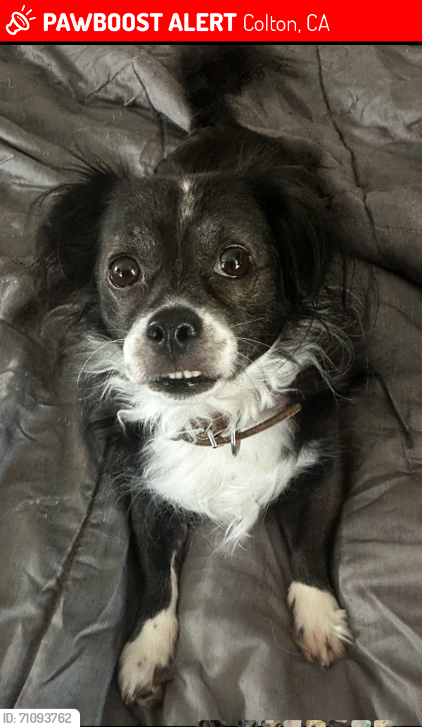 Deceased Female Dog in Colton, CA 92324 (ID: 71093762) | PawBoost