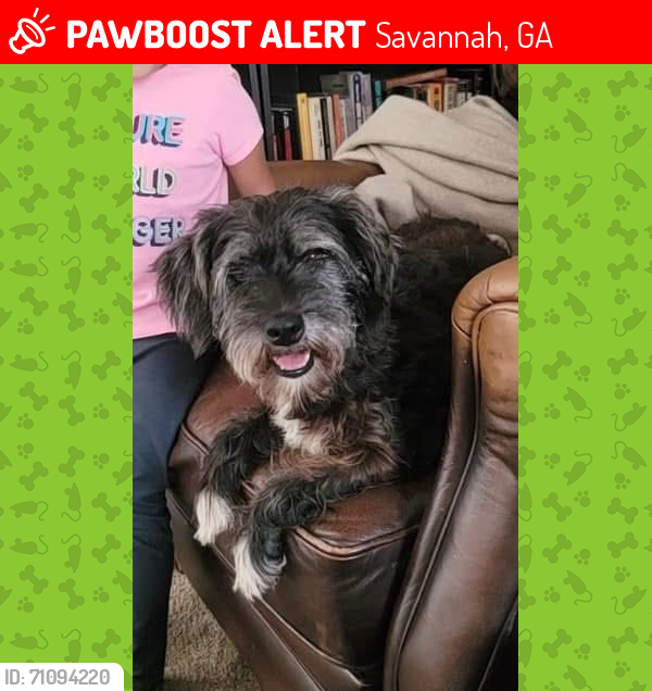 Savannah, GA Lost Female Dog, Diva Is Missing | PawBoost