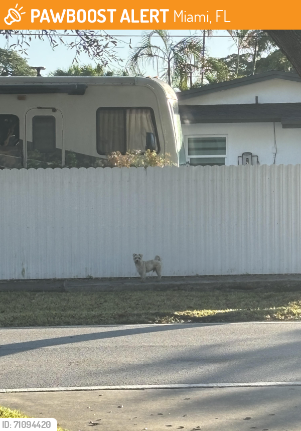 Miami, FL Stray Male Dog Found Near Near ST SW 112 Ave | PawBoost