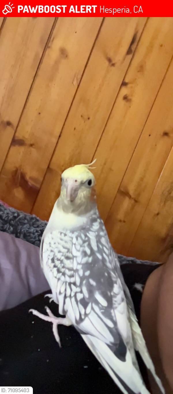 Deceased Female Bird in Hesperia, CA 92345 (ID: 71095403) | PawBoost
