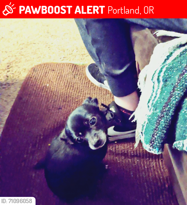 Portland, OR Lost Female Dog, Ronnie Is Missing | PawBoost