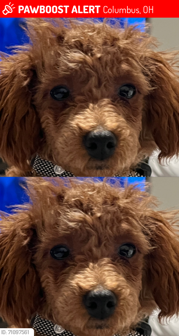 Columbus, OH Lost Female Dog, Stormi Reign Is Missing | PawBoost