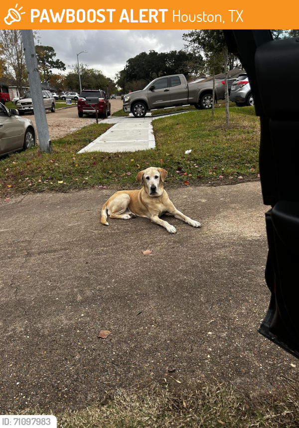 Houston, TX Stray Dog Found Near Oaknut Dr. 77088 | PawBoost