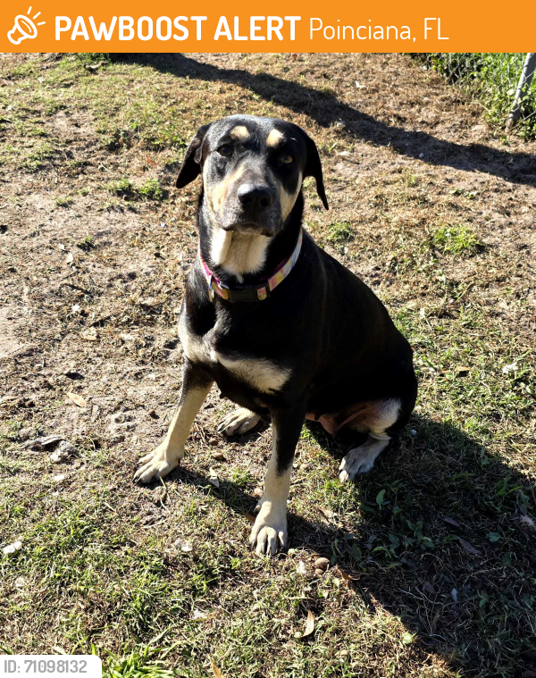 Poinciana, FL Stray Female Dog Found Near Peabody and Marigold | PawBoost