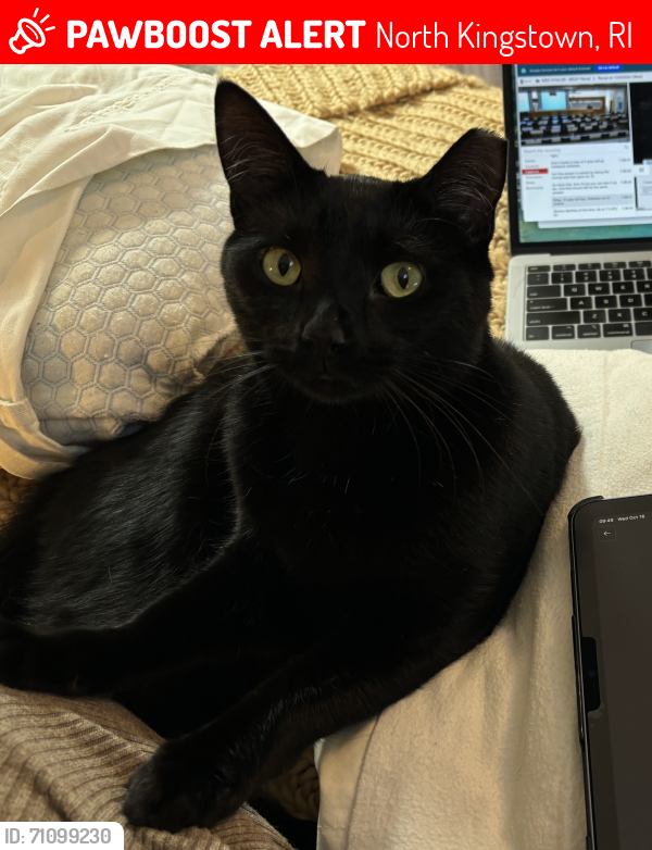 North Kingstown, RI Lost Female Cat, Inky Is Missing | PawBoost