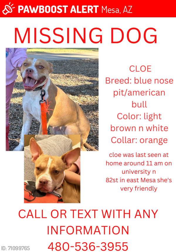 Mesa, AZ Lost Female Dog, Cloe Is Missing | PawBoost