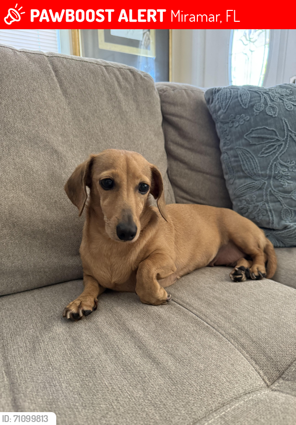 Miramar, FL Lost Female Dog, Lily Cruz Is Missing | PawBoost