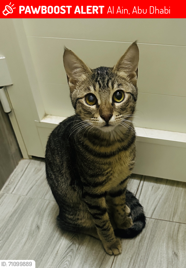 Al Ain, Abu Dhabi Lost Male Cat, Thar Thar Lay Is Missing | PawBoost