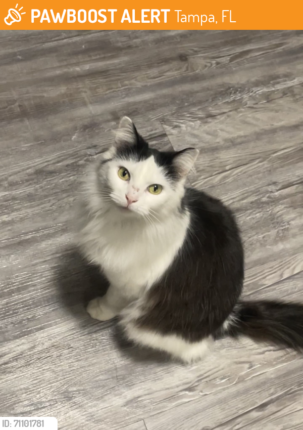 Tampa, FL Stray Cat Found Near Hardrock casino | PawBoost
