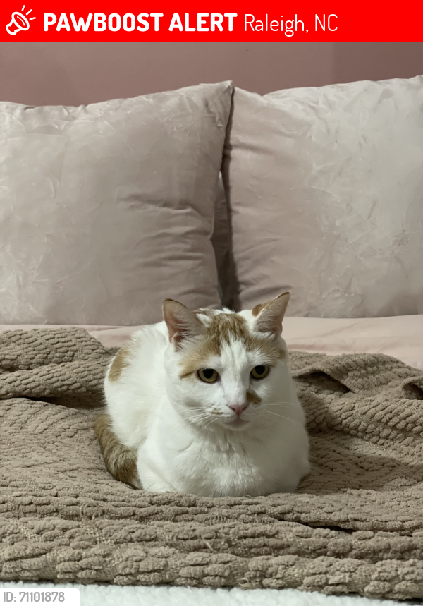 Raleigh, NC Lost Male Cat, Leo Is Missing | PawBoost
