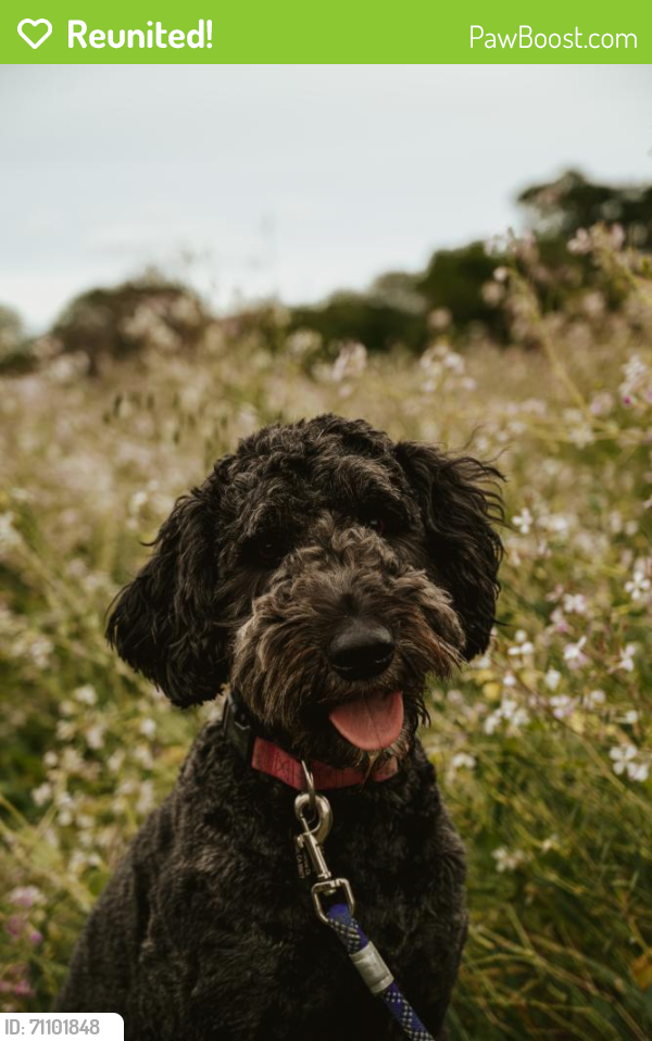 Reunited Female Dog in Rocklin, CA 95677 (ID: 71101848) | PawBoost