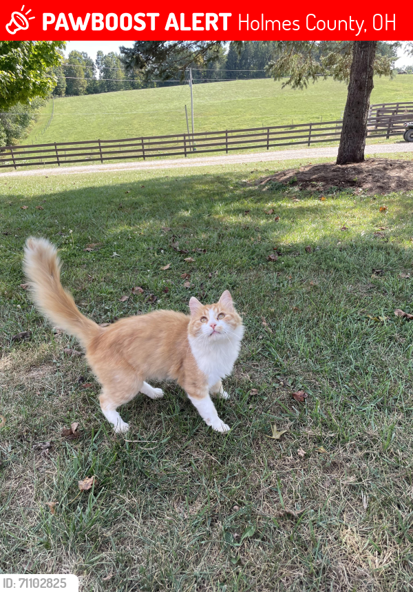 Holmes County, OH Lost Male Cat, Pippin Is Missing | PawBoost