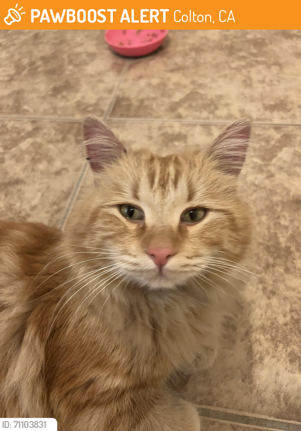 Colton, CA Stray Male Cat Found Near Colton, CA | PawBoost