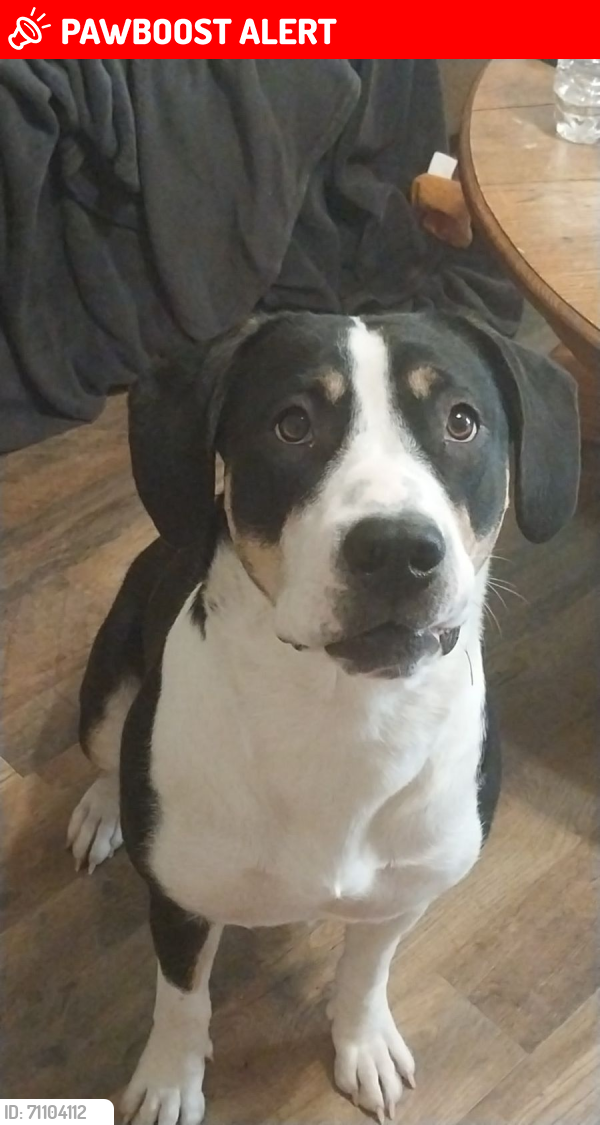 Prairie Township, MO Lost Female Dog, Mallie Is Missing | PawBoost