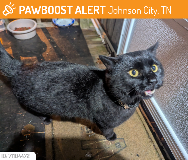 Johnson City, TN Stray Male Cat Found Near Parkwood cndmniums | PawBoost