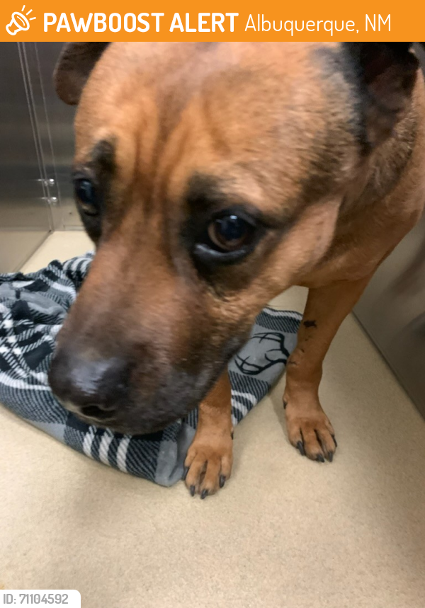 Albuquerque, NM Stray Female Dog Found Near Coronado Mall | PawBoost