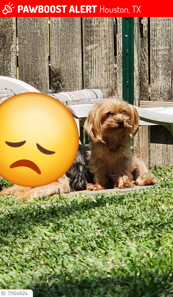 Houston, TX Lost Female Dog, Lucy Is Missing | PawBoost