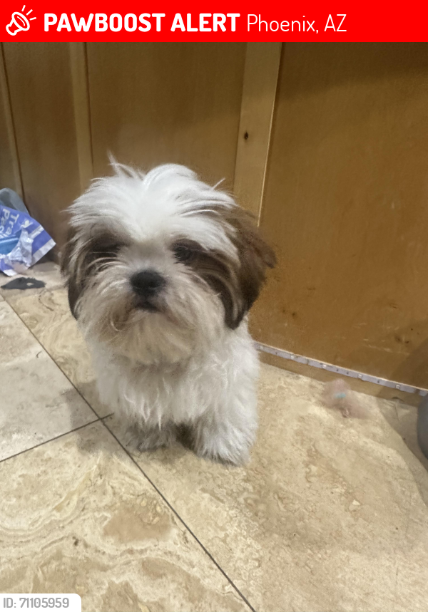 Phoenix, AZ Lost Male Dog, Toby Is Missing | PawBoost