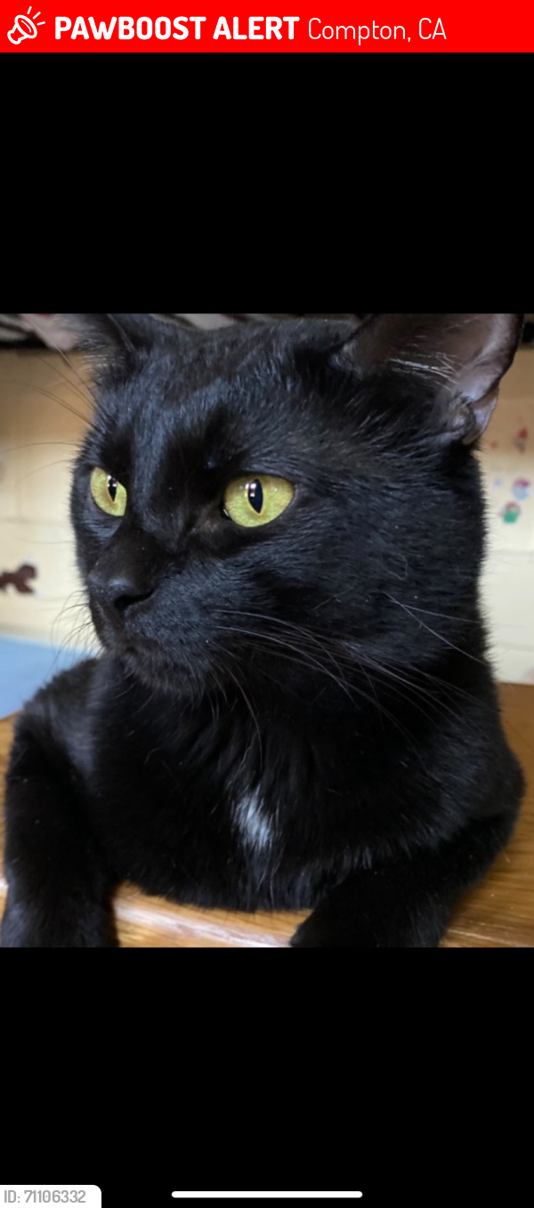 Compton, CA Lost Male Cat, Gon Is Missing | PawBoost