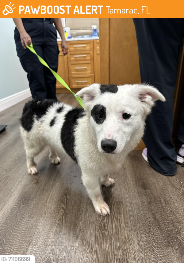 Tamarac, FL Stray Female Dog Found Near Community Christian church ...