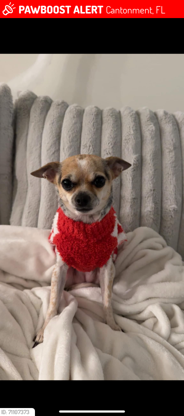 Cantonment, FL Lost Female Dog, Roro Is Missing | PawBoost