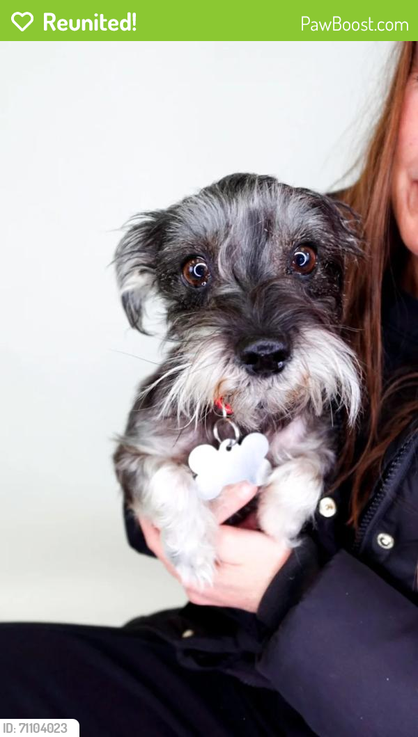 Reunited Female Dog in Oklahoma City, OK 73142 (ID: 71104023) | PawBoost
