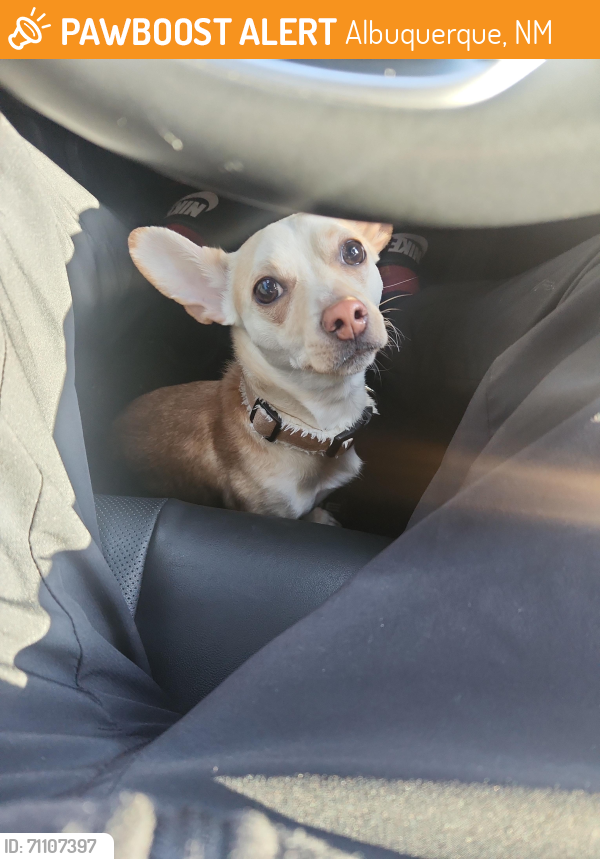 Albuquerque, NM Stray Male Dog Found Near Flying Star Cafe | PawBoost