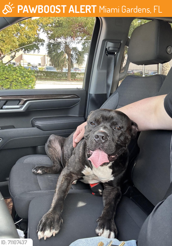 Miami Gardens, FL Stray Male Dog Found Near NW 151 St and 27 Ave | PawBoost