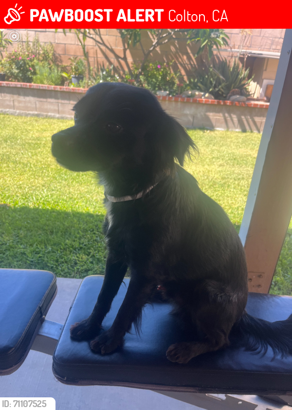 Colton, CA Lost Male Dog, Blade Is Missing | PawBoost