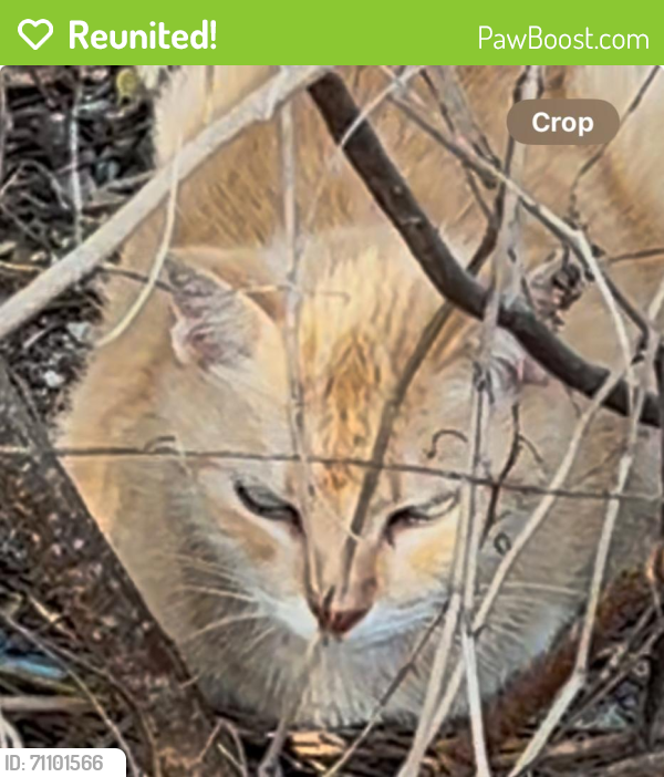 Reunited Cat in Miami Beach, FL 33139 (ID: 71101566) | PawBoost