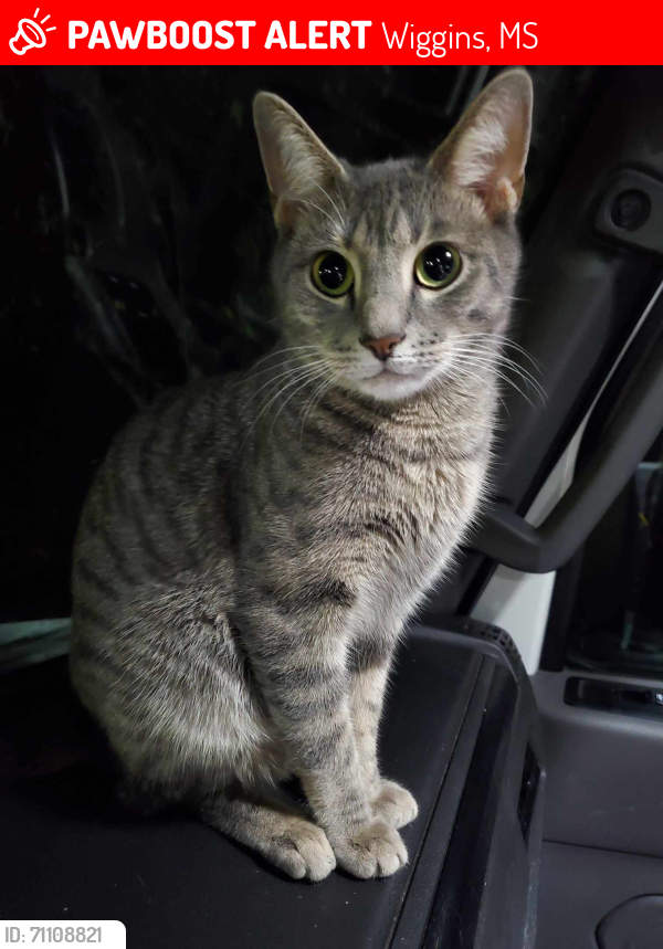 Wiggins, MS Lost Female Cat, Luna Is Missing | PawBoost