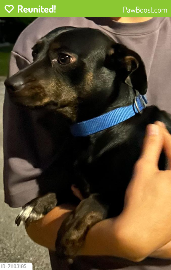 Reunited Male Dog in Melbourne, FL 32901 (ID: 71103105) | PawBoost