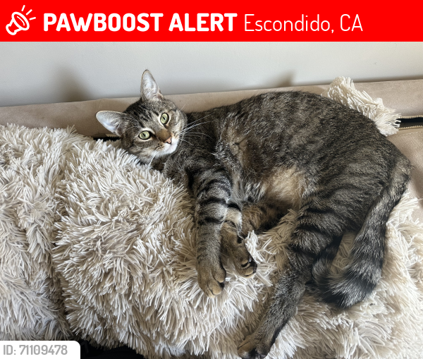 Escondido, CA Lost Male Cat, Milo Is Missing | PawBoost