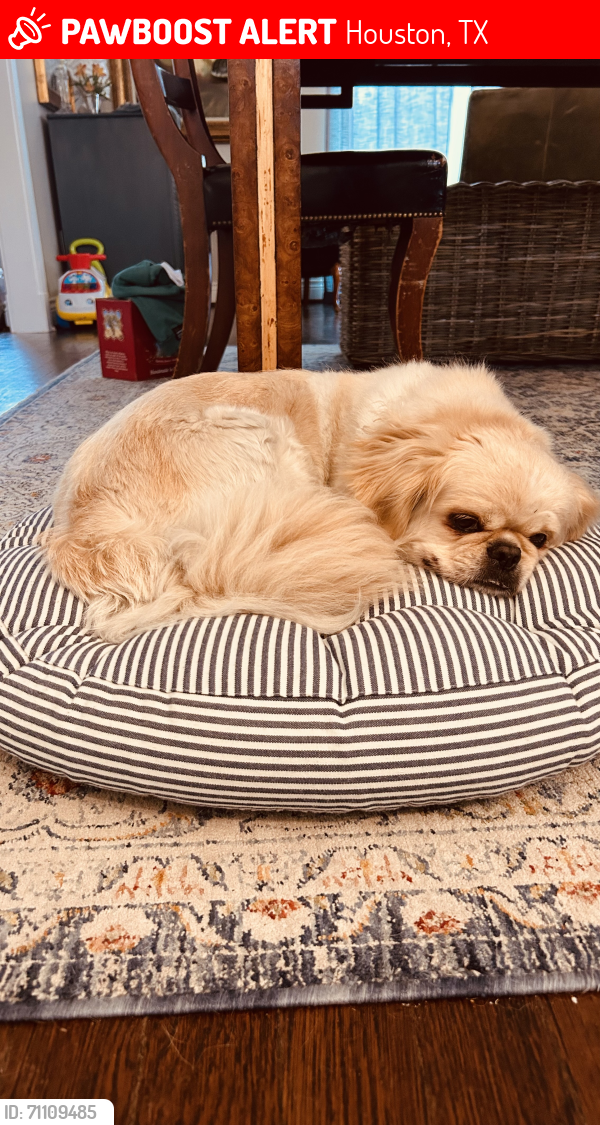 Houston, TX Lost Female Dog, Muffins Is Missing | PawBoost