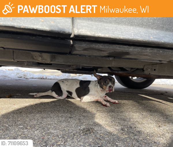 Milwaukee, WI Stray Female Dog Found Near N 85th & Chambers MKE | PawBoost