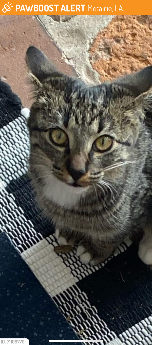 Metairie, LA Stray Male Cat Found Near Transcontinental and Folse dr ...