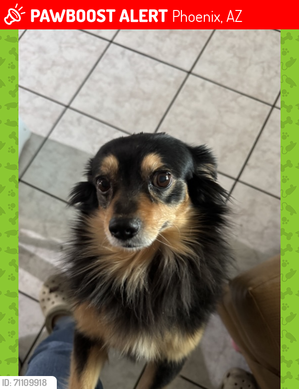 Phoenix, AZ Lost Male Dog, Pepe Is Missing | PawBoost