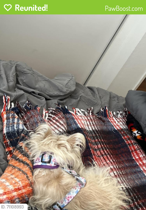 Reunited Female Dog in Ontario, CA 91761 (ID: 71108993) | PawBoost