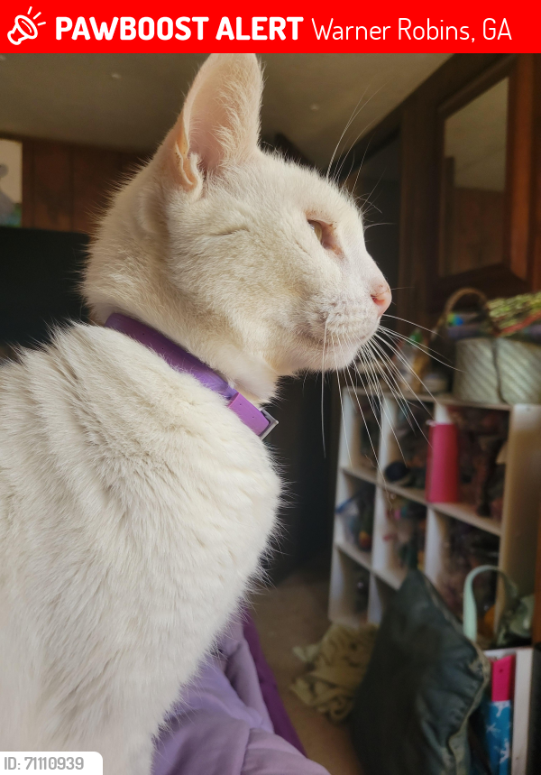 Warner Robins, GA Lost Male Cat, Spook Is Missing | PawBoost