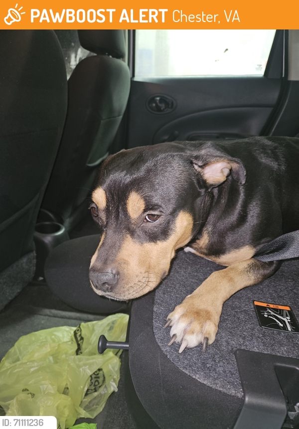 Chester, VA Stray Female Dog Found Near Chesterfield Airport | PawBoost
