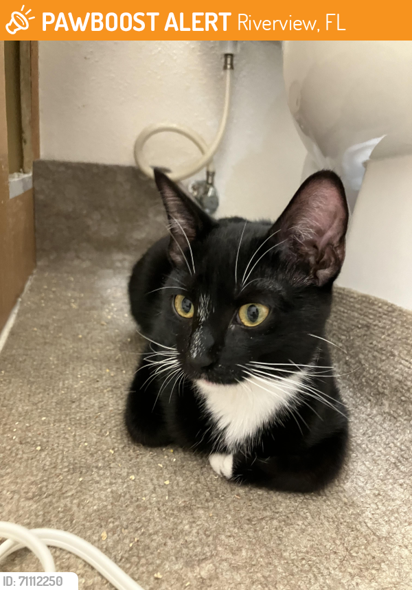 Riverview, FL Stray Female Cat Found Near Dartmouth Hill & Lake St ...