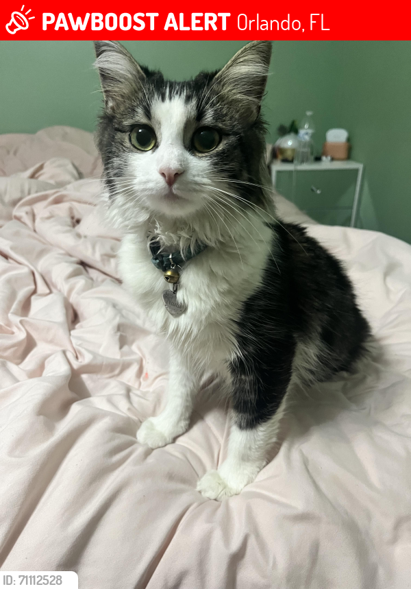Orlando, FL Lost Female Cat, Nami Is Missing | PawBoost