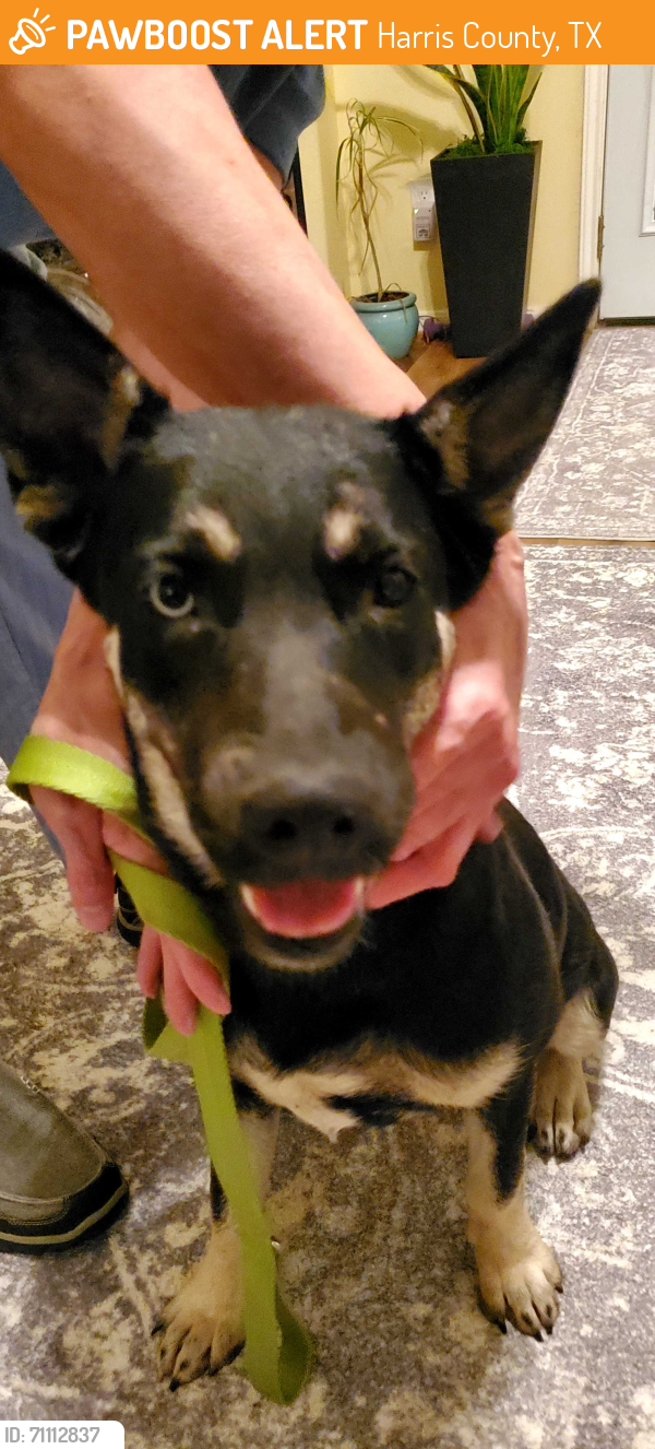 Harris County, TX Stray Female Dog Found Near Hwy 99 and Spring ...