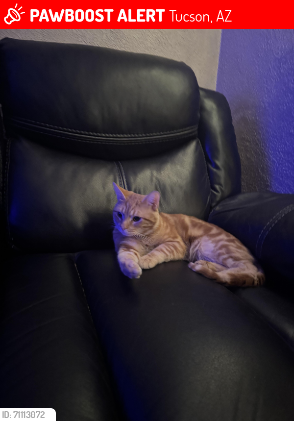 Tucson, AZ Lost Male Cat, Mufasa Is Missing | PawBoost