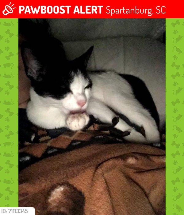 Spartanburg, SC Lost Male Cat, Bruce Is Missing | PawBoost